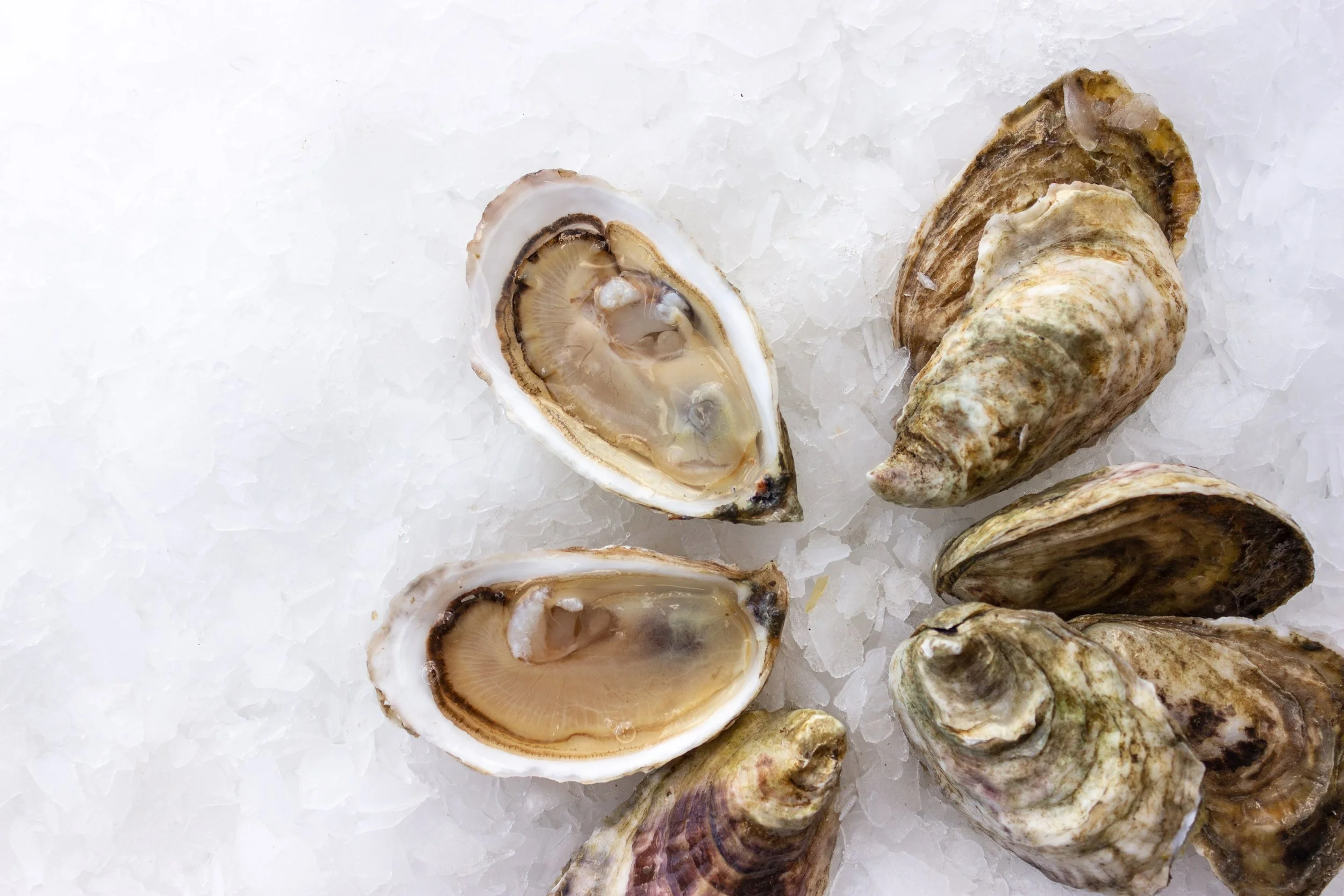 Shop — Pangea Shellfish