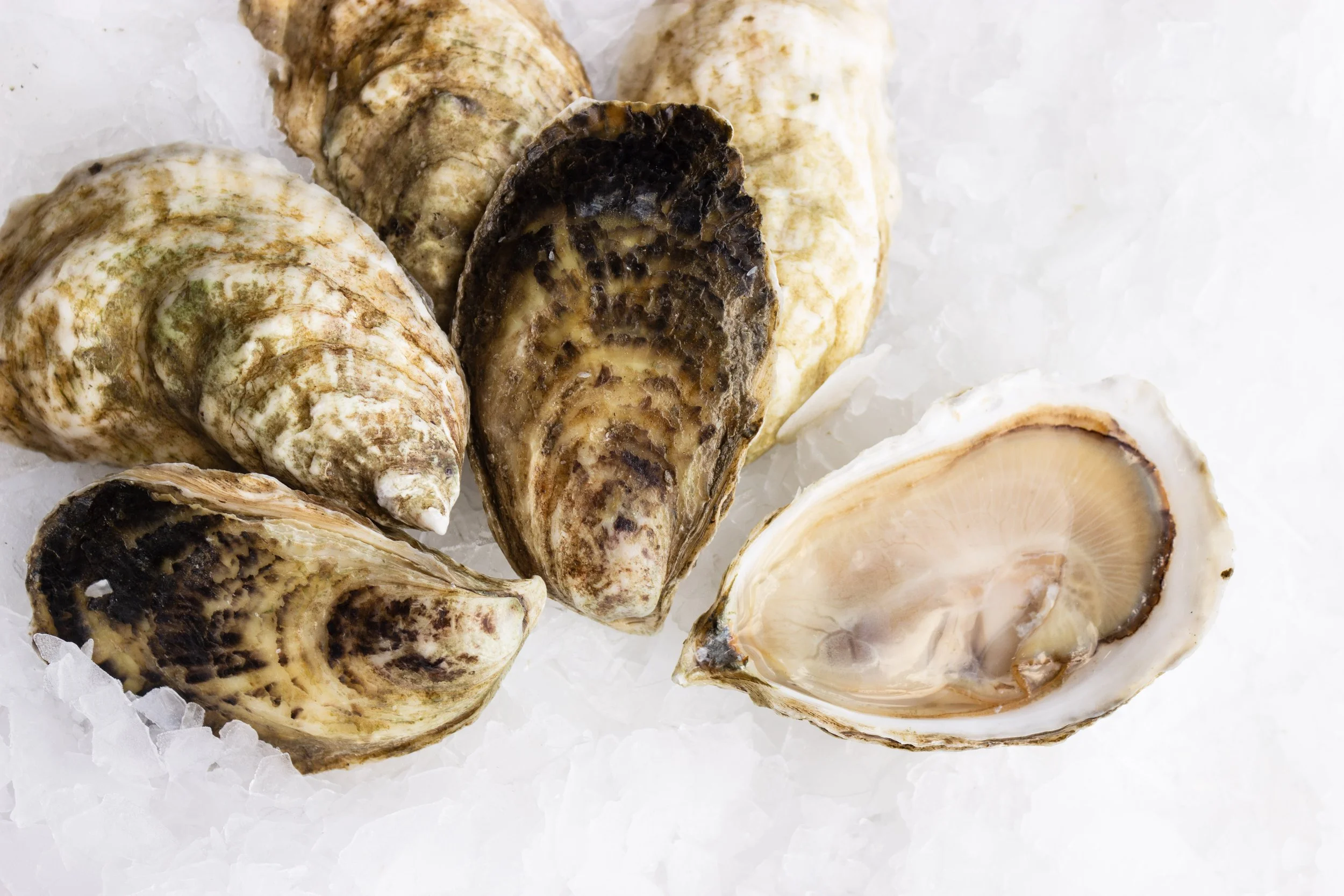 Uni — Pangea Shellfish