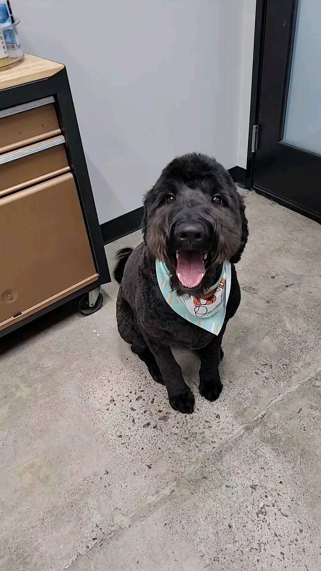 Oasis Pet grooming - Dog and Cat Grooming