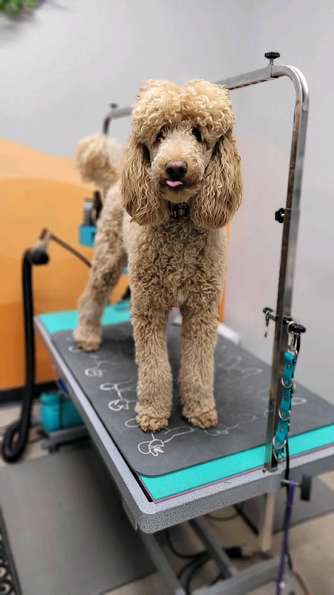 Oasis Pet grooming - Dog and Cat Grooming