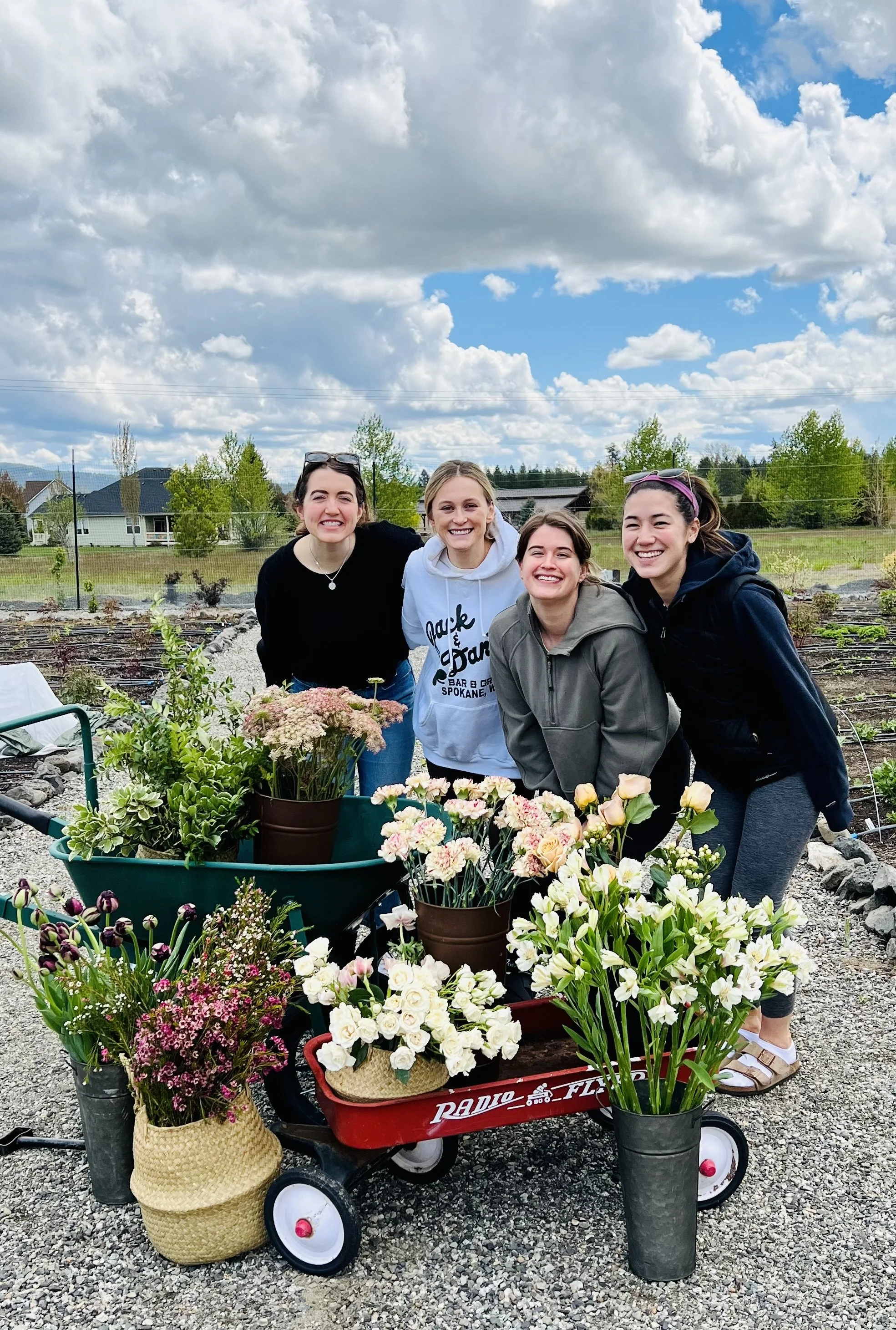 Daisies in May Flower Farm