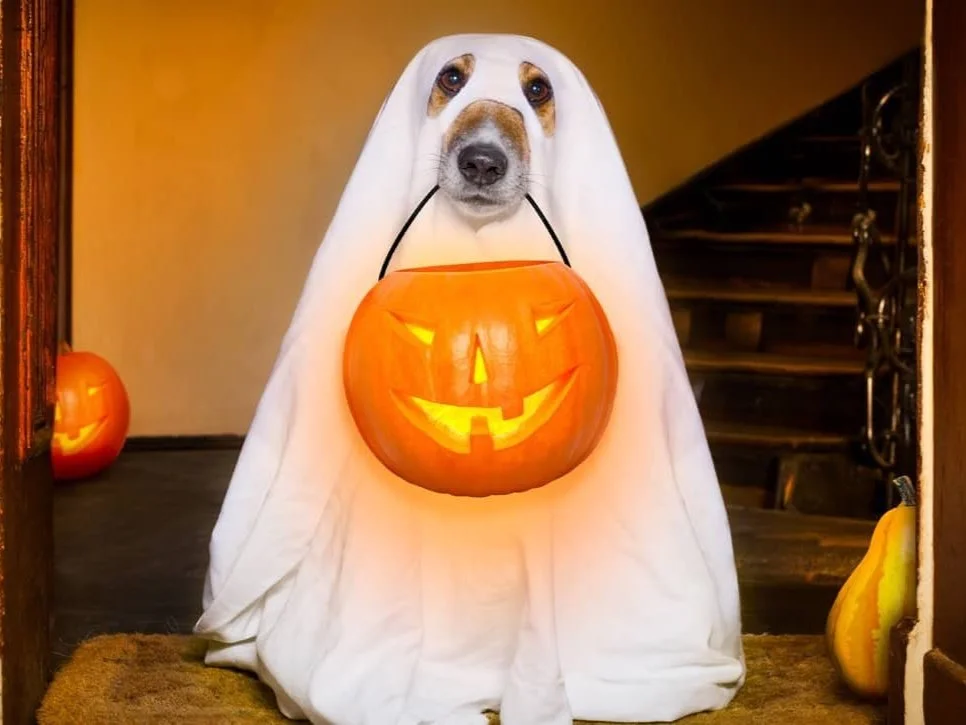 Dog Halloween Costumes Nun Dog Costume For Halloween & Holiday Fun ...