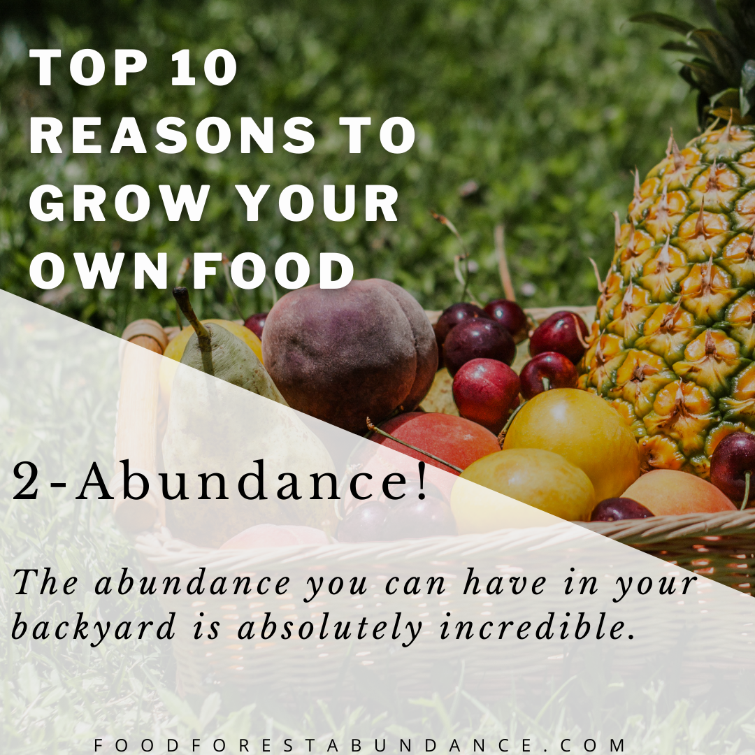 Abundance Of Food