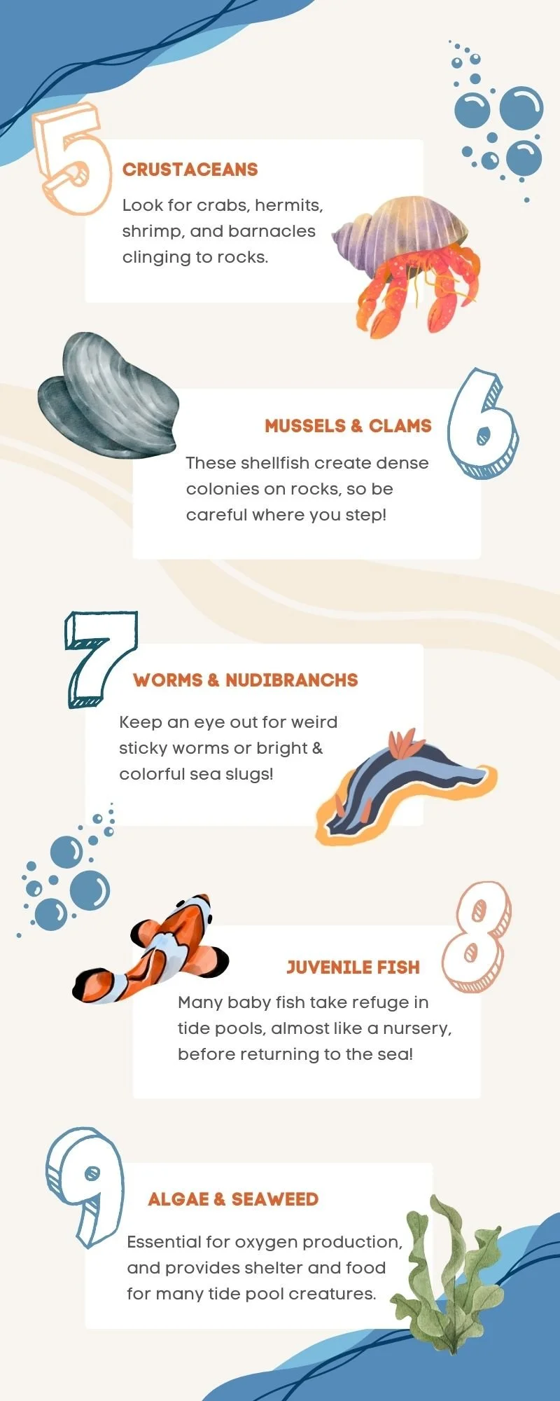 Tide Pooling 101: Exploring the Intertidal Zone — Kaimana Conservation