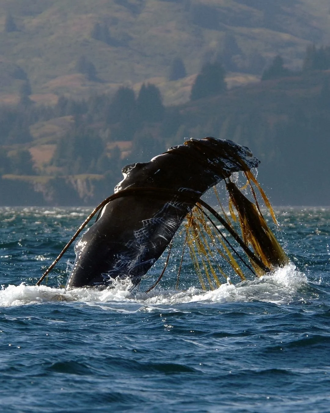 Why Whales Matter: Celebrating World Whale Day Through Action ...