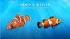 Meet The Real-Life Animals From Finding Nemo — Kaimana Conservation
