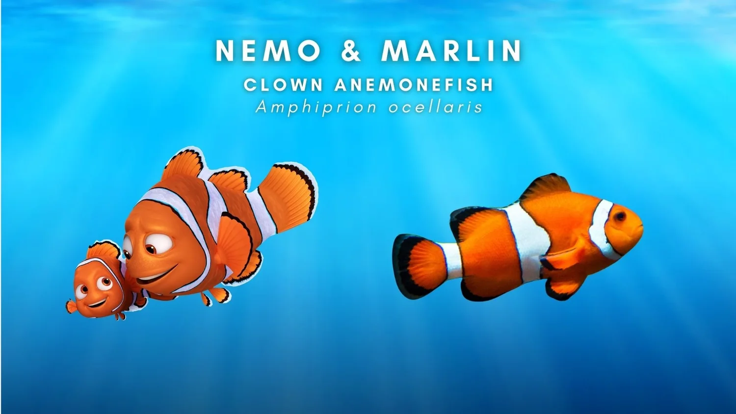 Meet The Real-Life Animals From Finding Nemo — Kaimana Conservation
