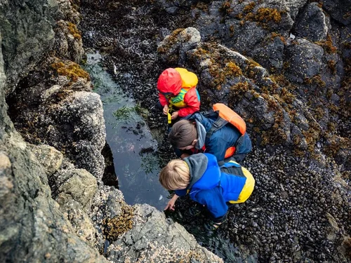 Tide Pooling 101: Exploring the Intertidal Zone — Kaimana Conservation