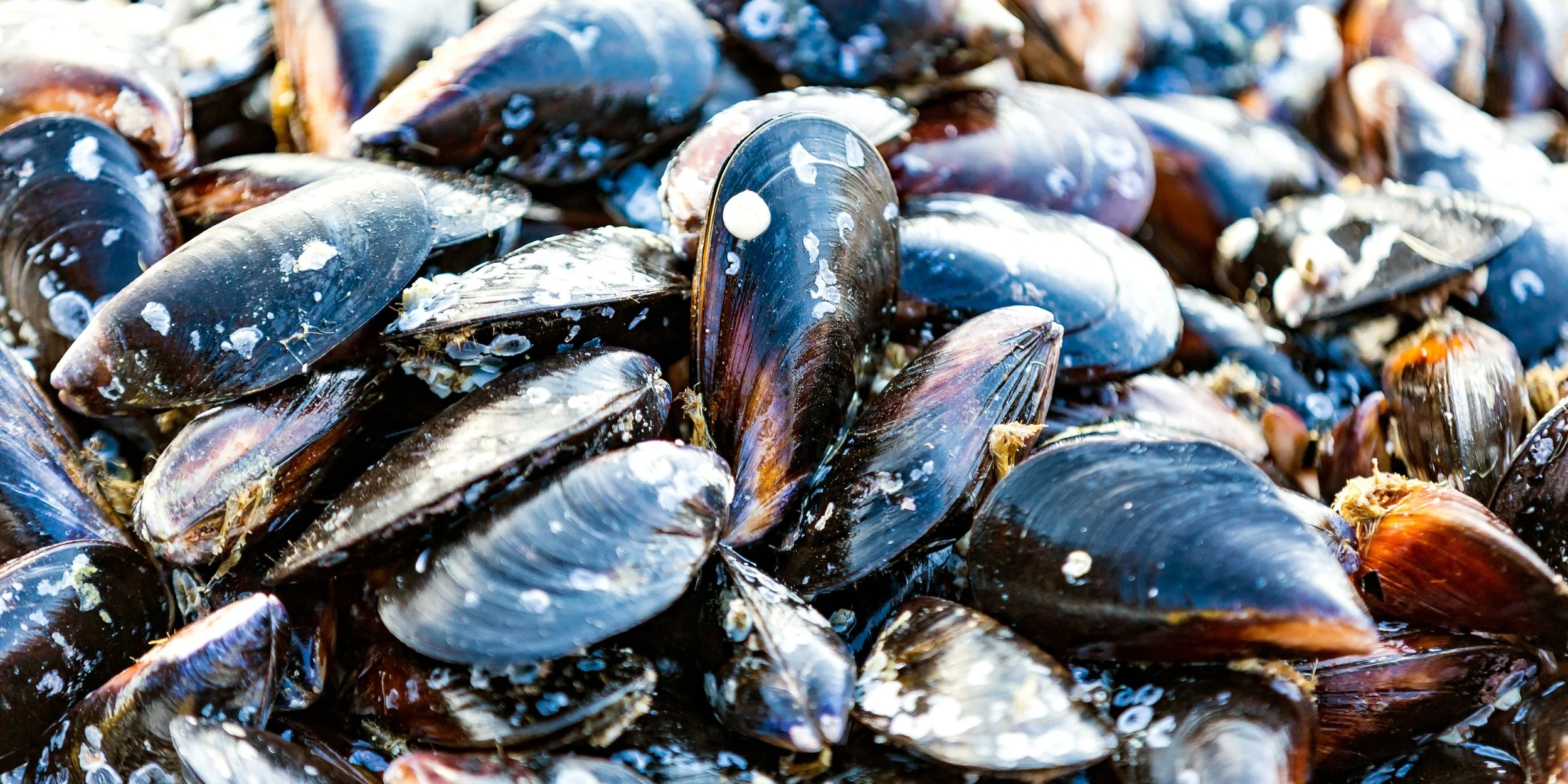 Understanding Marine Invasive Species for Invasive Species Awareness ...