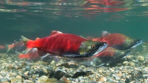 Dive into a World of Ocean Careers — Kaimana Conservation