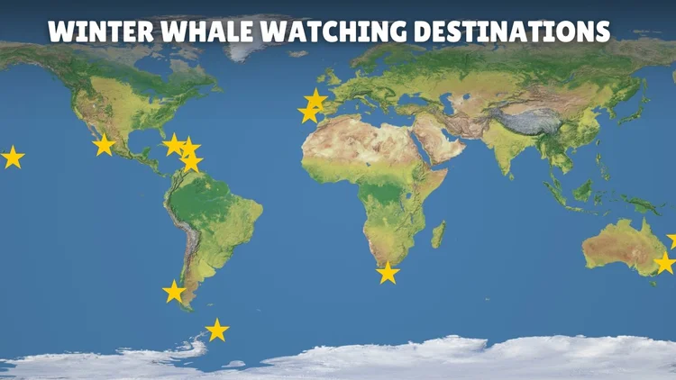 A Complete Guide to Winter Whale Watching in 2025: Where to Go, What to ...