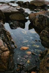 Tide Pooling 101: Exploring the Intertidal Zone — Kaimana Conservation