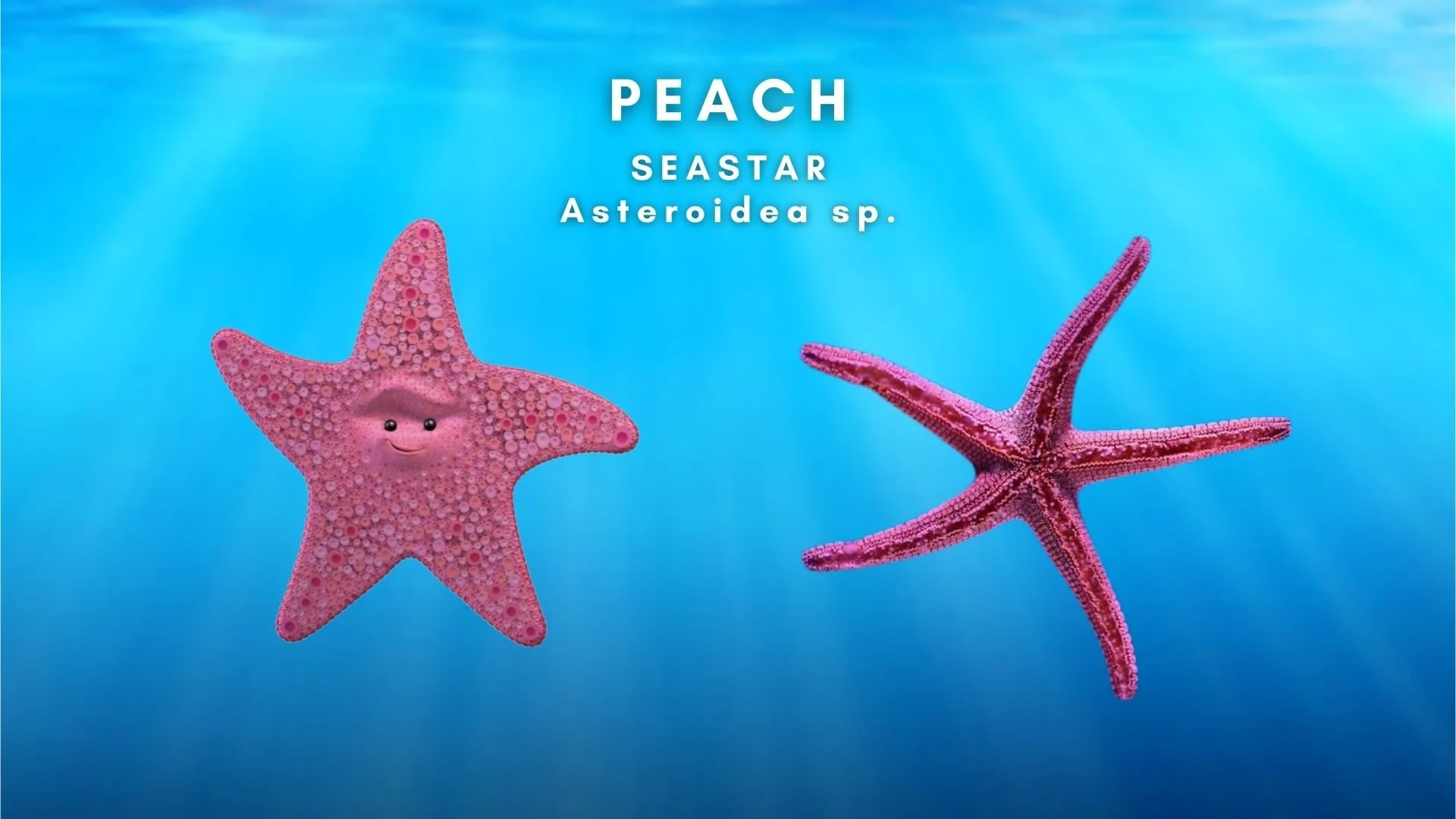 Meet The Real-Life Animals From Finding Nemo — Kaimana Conservation