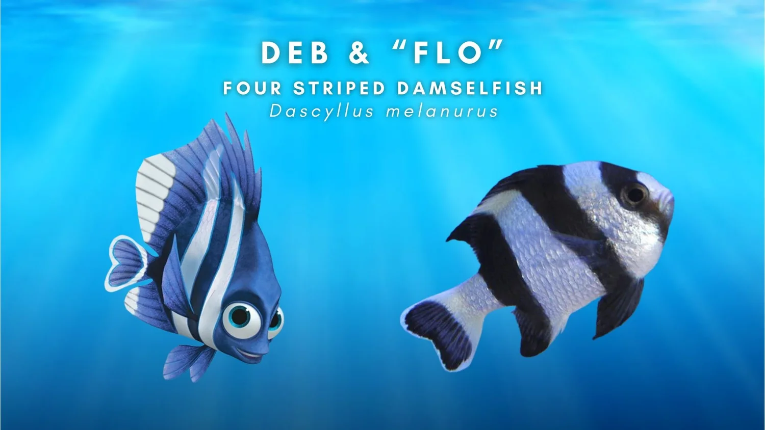 Meet The Real-Life Animals From Finding Nemo — Kaimana Conservation
