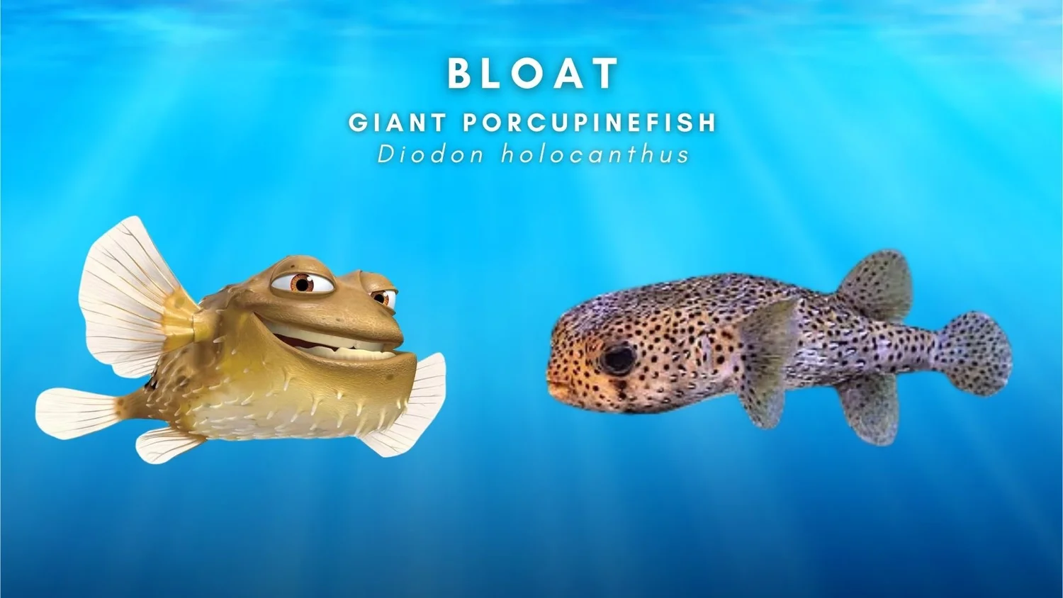 Meet The Real-Life Animals From Finding Nemo — Kaimana Conservation