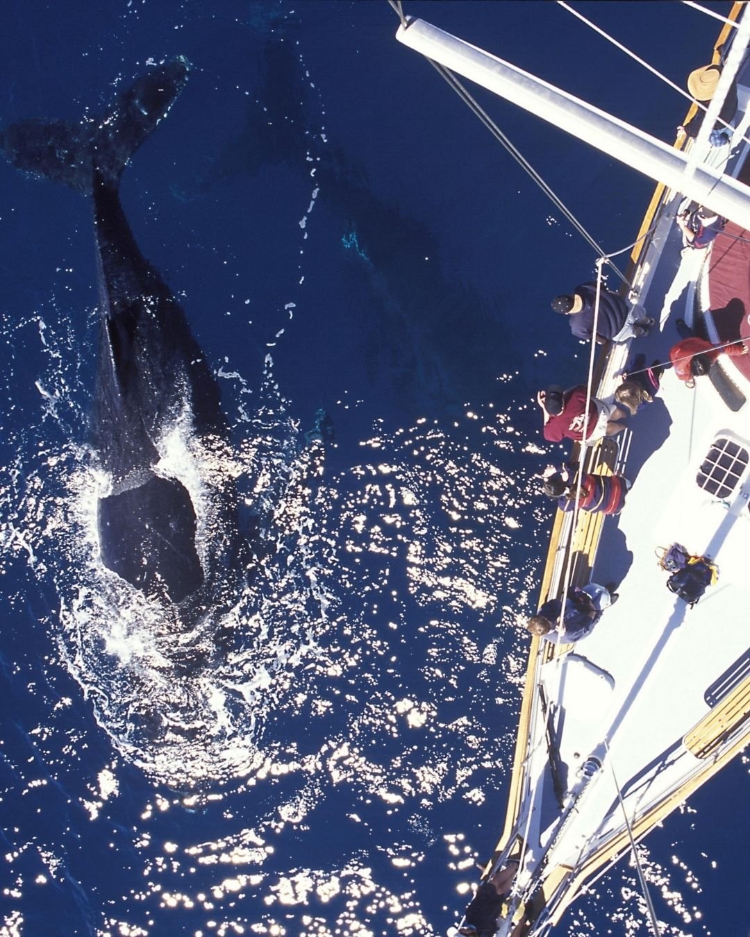 Why Whales Matter: Celebrating World Whale Day Through Action ...