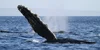 Whale Watching 101: A Deep Dive into Anatomy, Biology and Behavior of ...