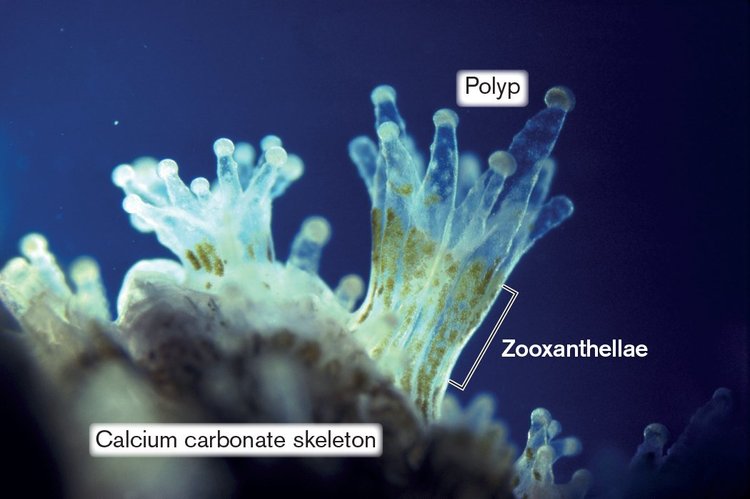 Coral 101: Everything you need to know about the ocean’s living ...