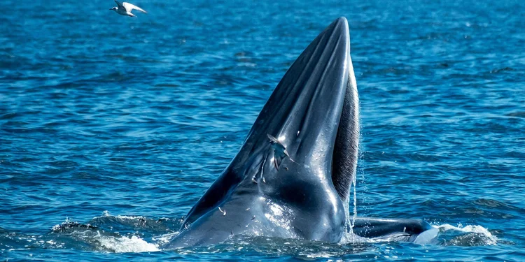 Whale Watching 101: A Deep Dive into Anatomy, Biology and Behavior of ...