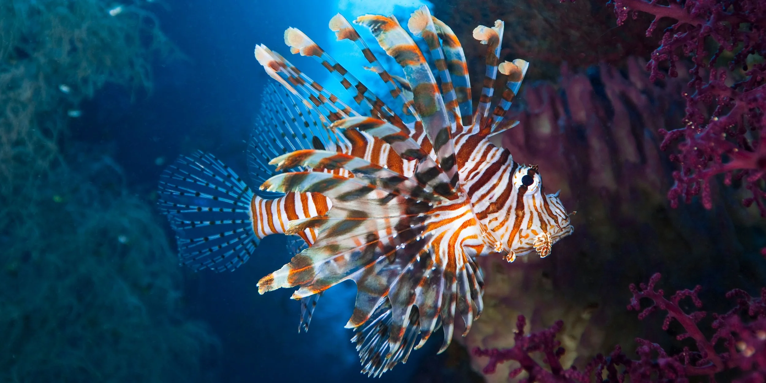 Why Coral Reefs Need Our Love in 2025 — Kaimana Conservation