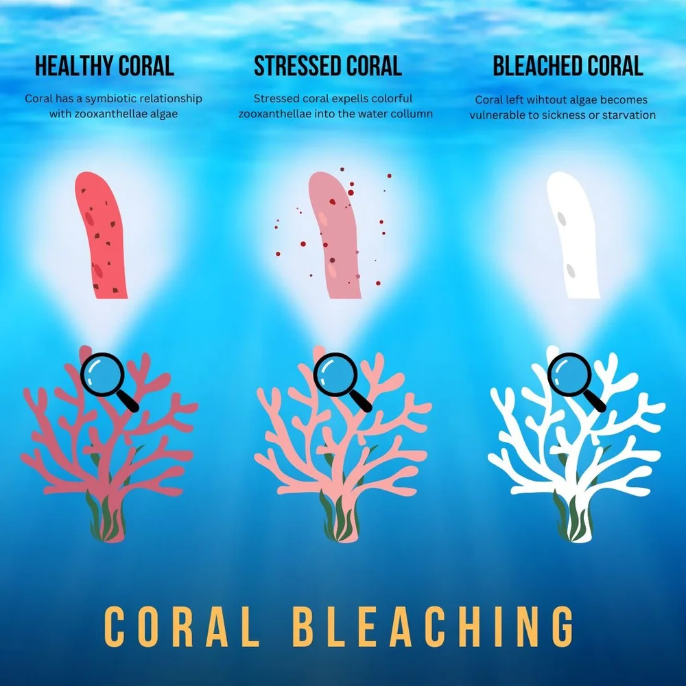 Vibrant to Vulnerable: The Truth Behind Coral Bleaching — Kaimana ...