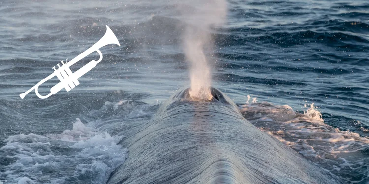 Whale Watching 101: A Deep Dive into Anatomy, Biology and Behavior of ...
