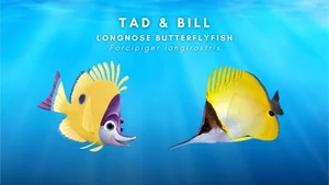 Meet The Real-Life Animals From Finding Nemo — Kaimana Conservation
