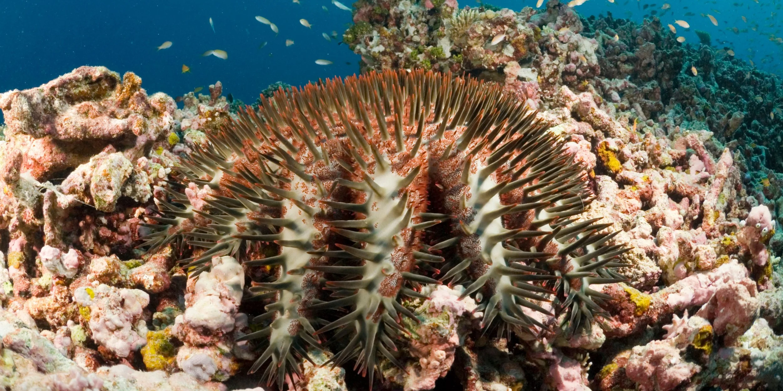 Exploring the Crown-of-Thorns SeaStar: A Master's Thesis in Marine ...
