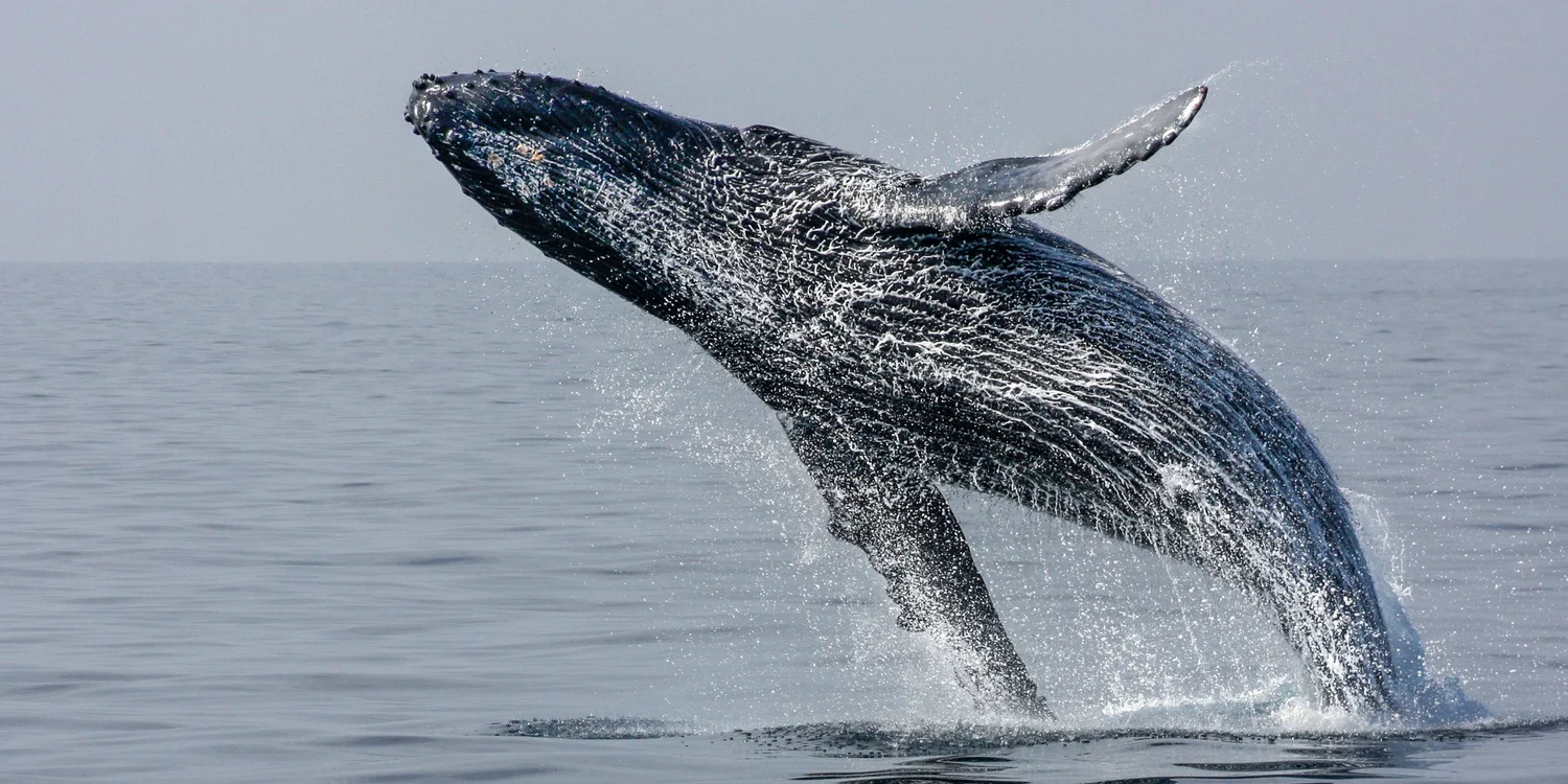 Whale Watching 101: A Deep Dive into Anatomy, Biology and Behavior of ...