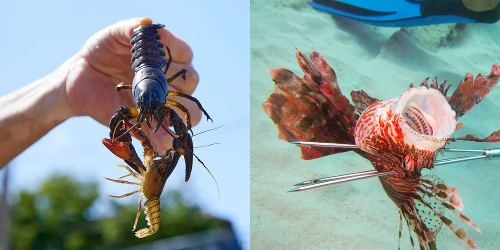 Understanding Marine Invasive Species for Invasive Species Awareness ...