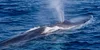 Whale Watching 101: A Deep Dive into Anatomy, Biology and Behavior of ...