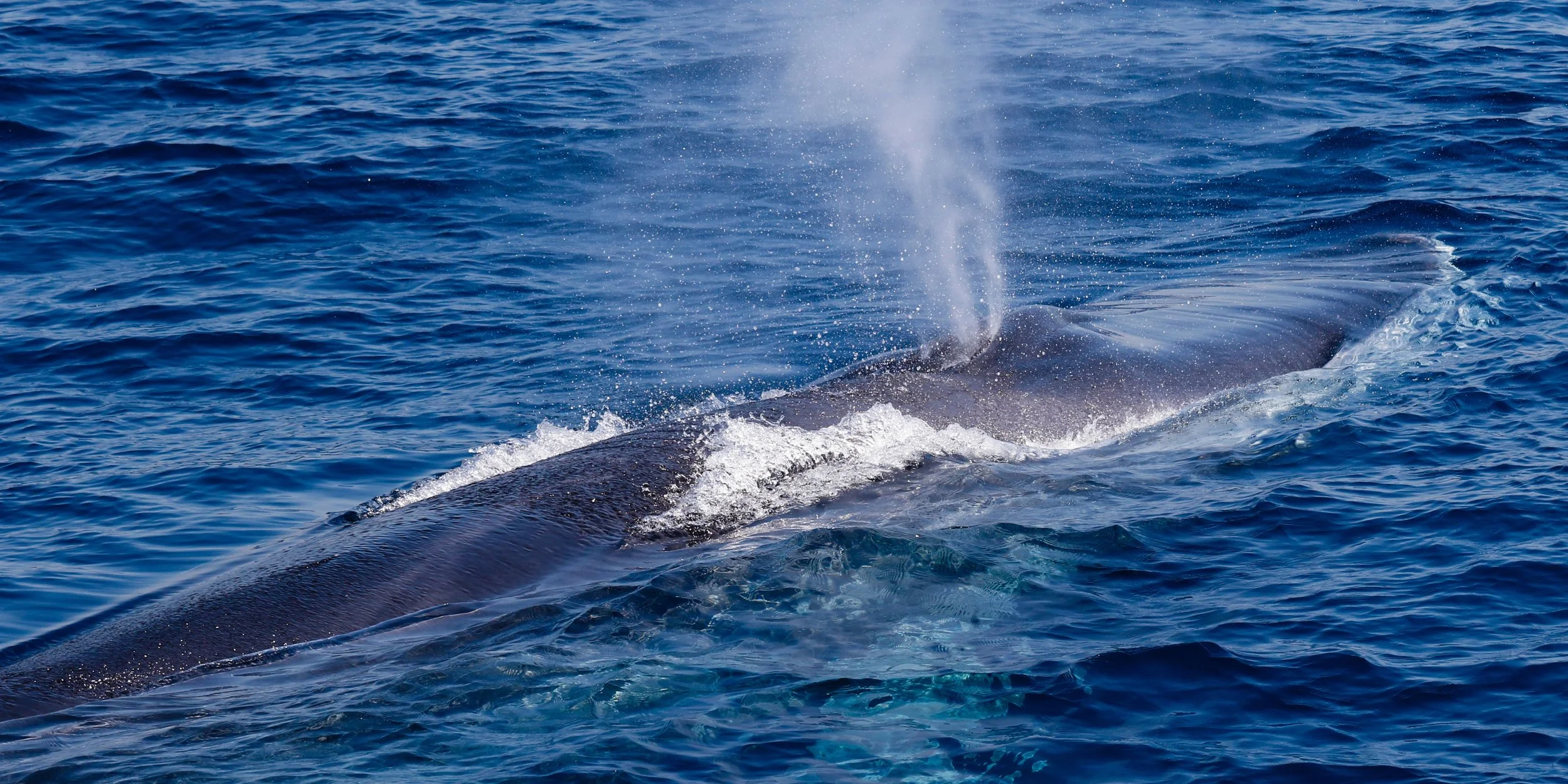 Whale Watching 101: A Deep Dive into Anatomy, Biology and Behavior of ...
