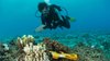 Dive into a World of Ocean Careers — Kaimana Conservation