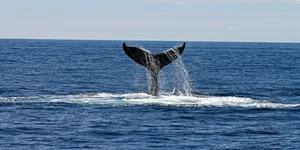 Whale Watching 101: A Deep Dive into Anatomy, Biology and Behavior of ...