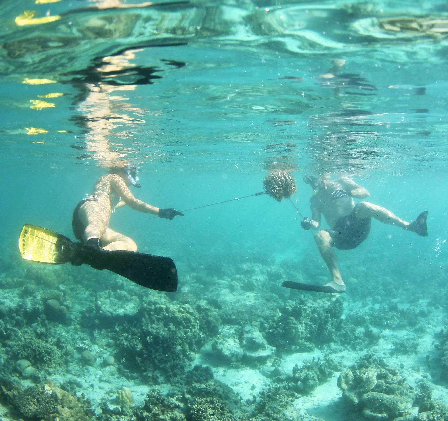 Understanding Marine Invasive Species for Invasive Species Awareness ...