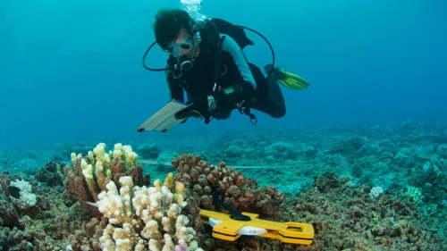10 Exciting Careers in Marine Science (Beyond Marine Biology) — Kaimana ...