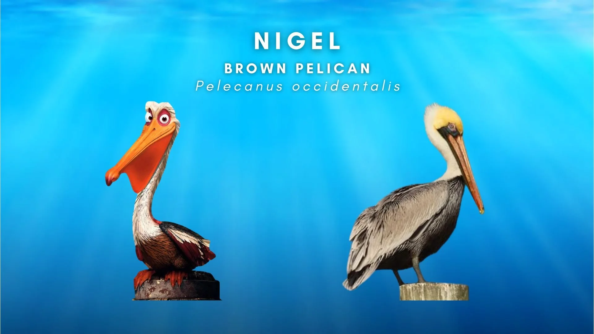 Meet The Real-Life Animals From Finding Nemo — Kaimana Conservation