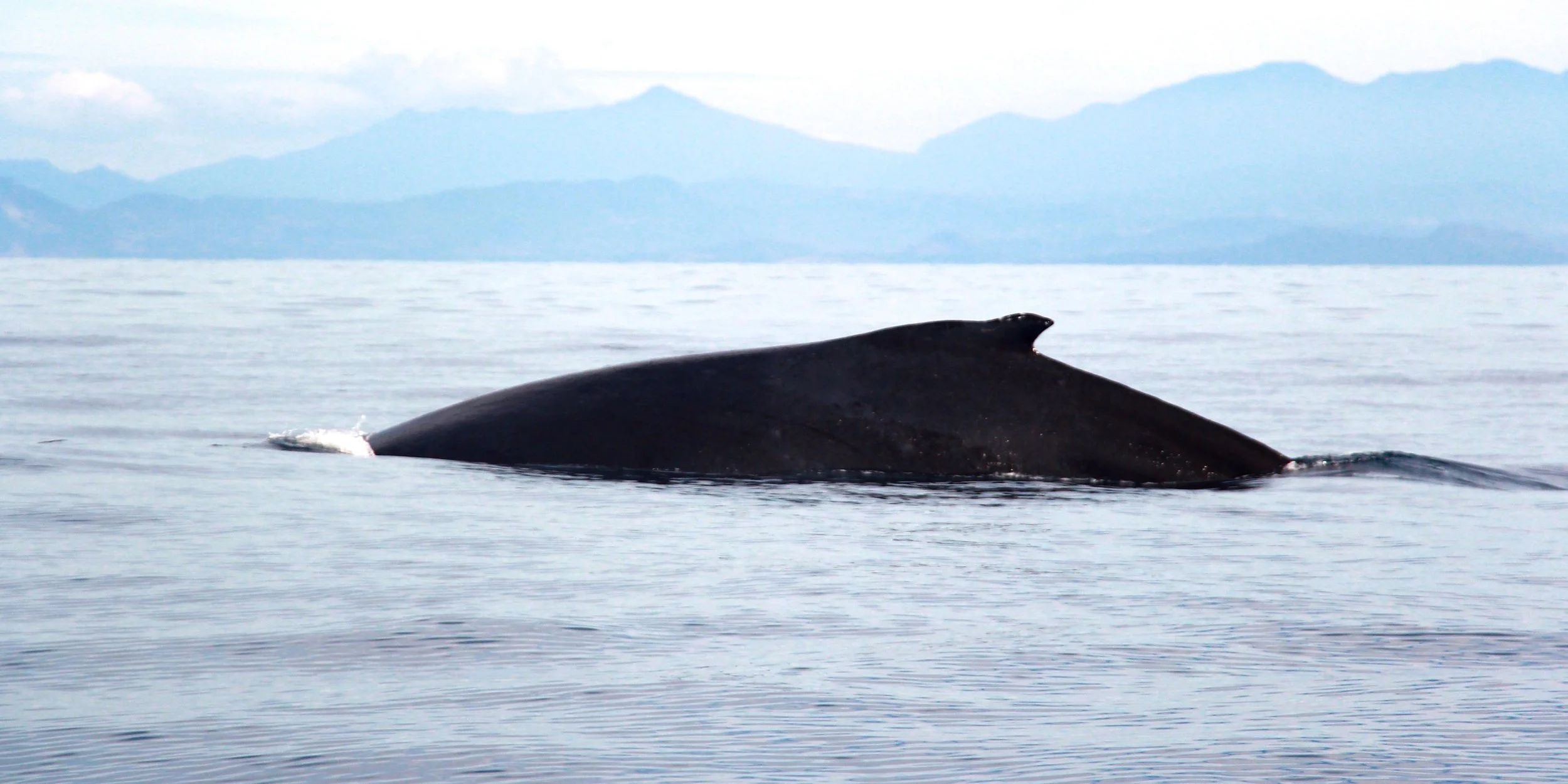 Whale Watching 101: A Deep Dive into Anatomy, Biology and Behavior of ...