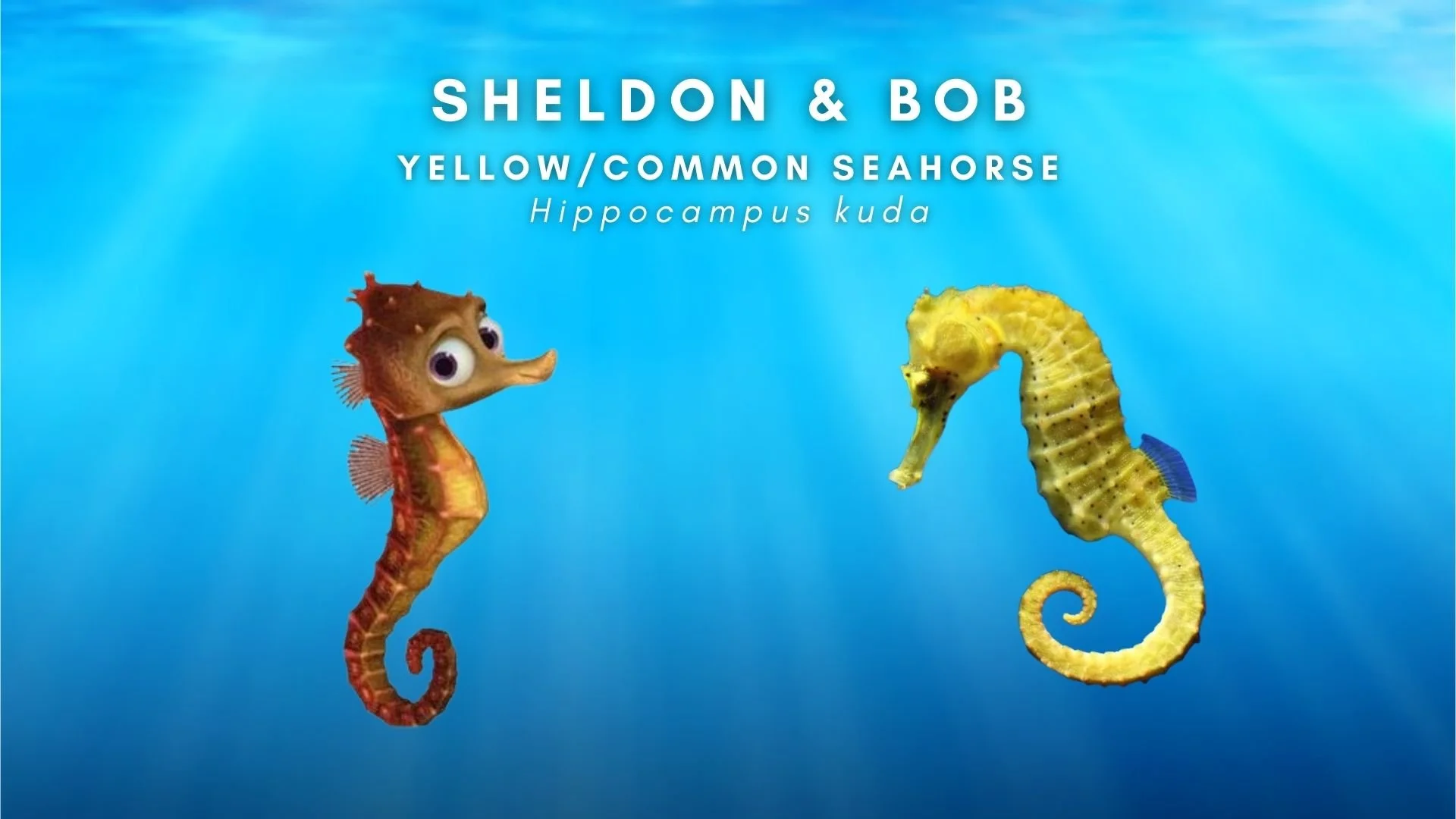 Meet The Real-Life Animals From Finding Nemo — Kaimana Conservation