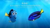 Meet The Real-Life Animals From Finding Nemo — Kaimana Conservation