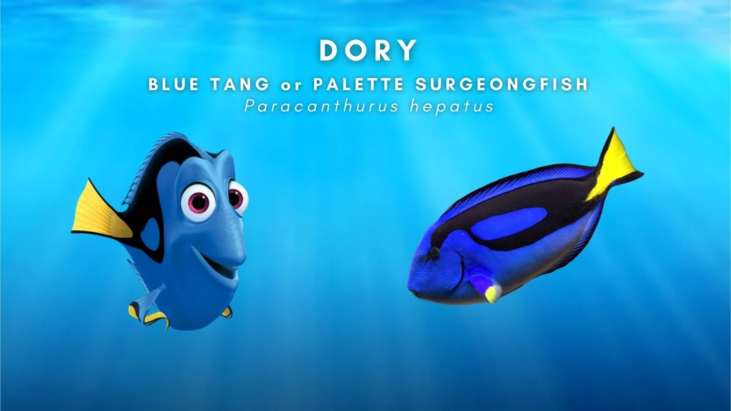 Meet The Real-Life Animals From Finding Nemo — Kaimana Conservation