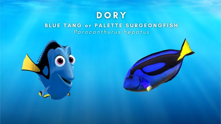 Meet The Real-Life Animals From Finding Nemo — Kaimana Conservation