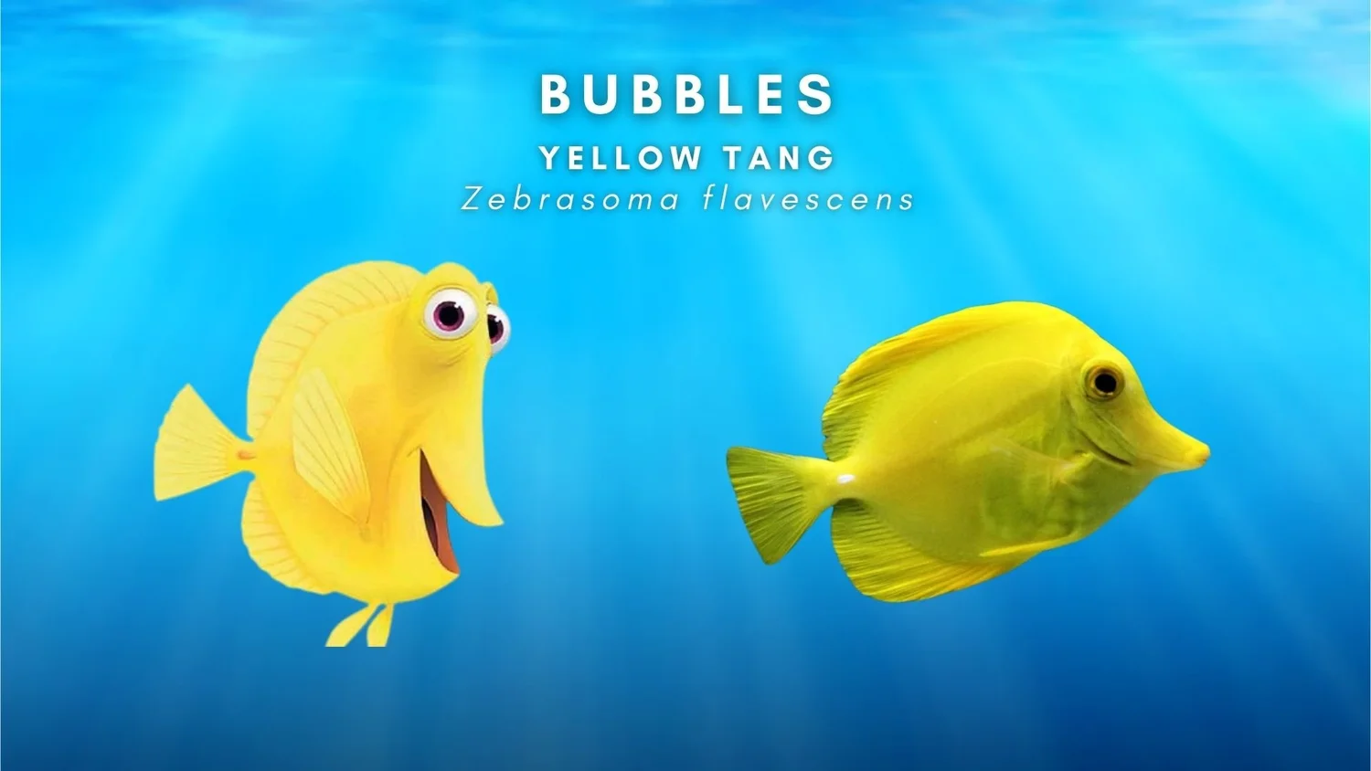 Meet The Real-Life Animals From Finding Nemo — Kaimana Conservation