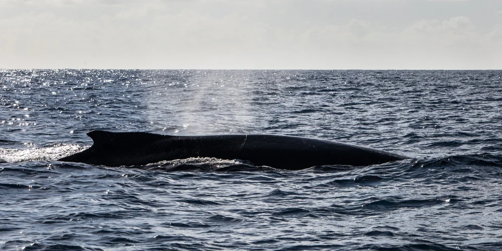 Whale Watching 101: A Deep Dive into Anatomy, Biology and Behavior of ...