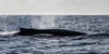 Whale Watching 101: A Deep Dive into Anatomy, Biology and Behavior of ...