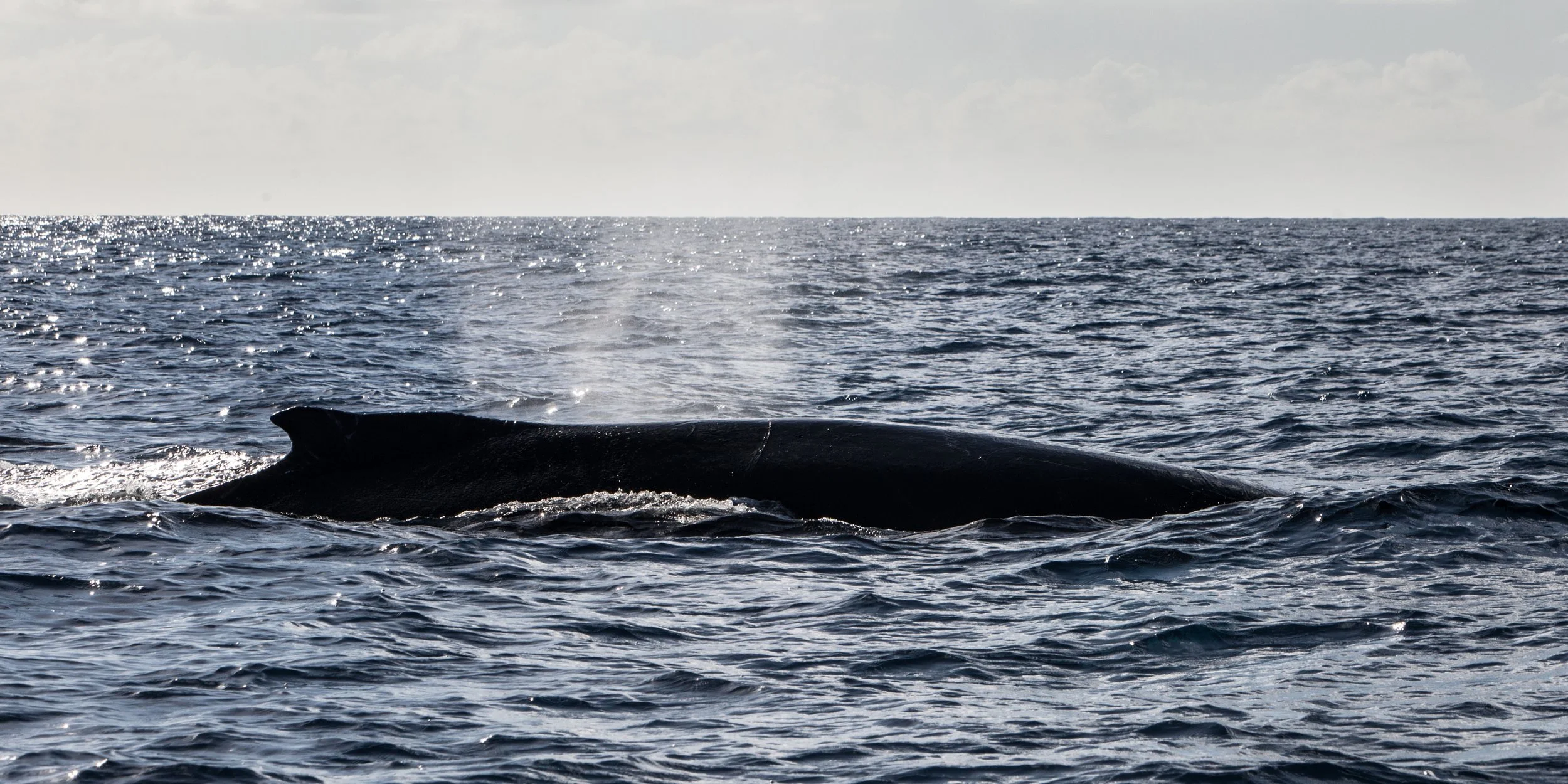 Whale Watching 101: A Deep Dive into Anatomy, Biology and Behavior of ...