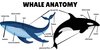 Whale Watching 101: A Deep Dive into Anatomy, Biology and Behavior of ...