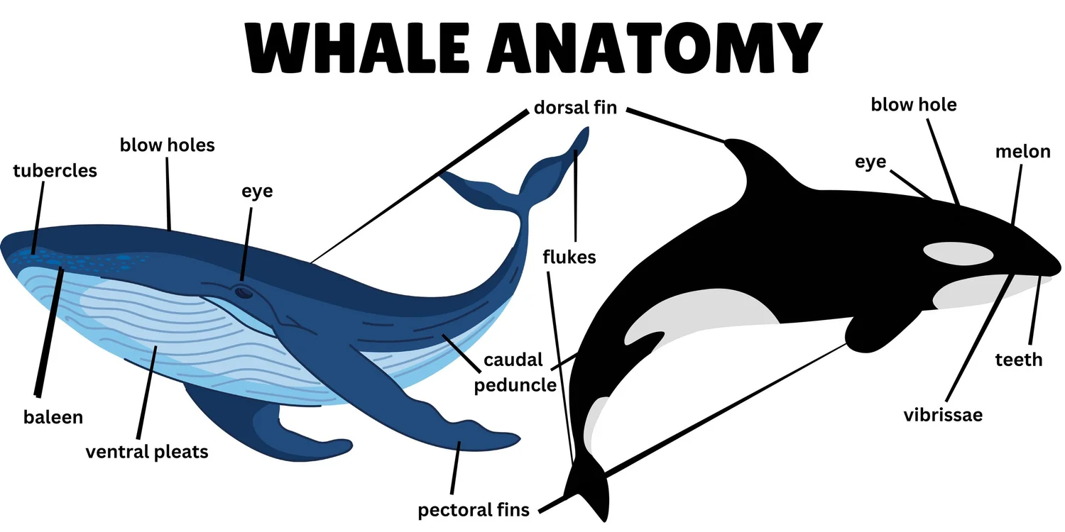 Whale Watching 101: A Deep Dive into Anatomy, Biology and Behavior of ...