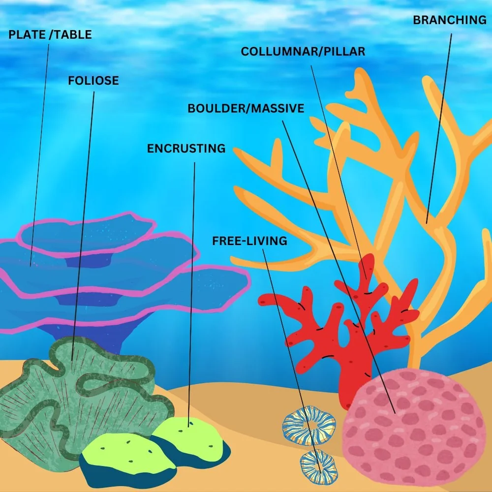 Coral 101: Everything you need to know about the ocean’s living ...