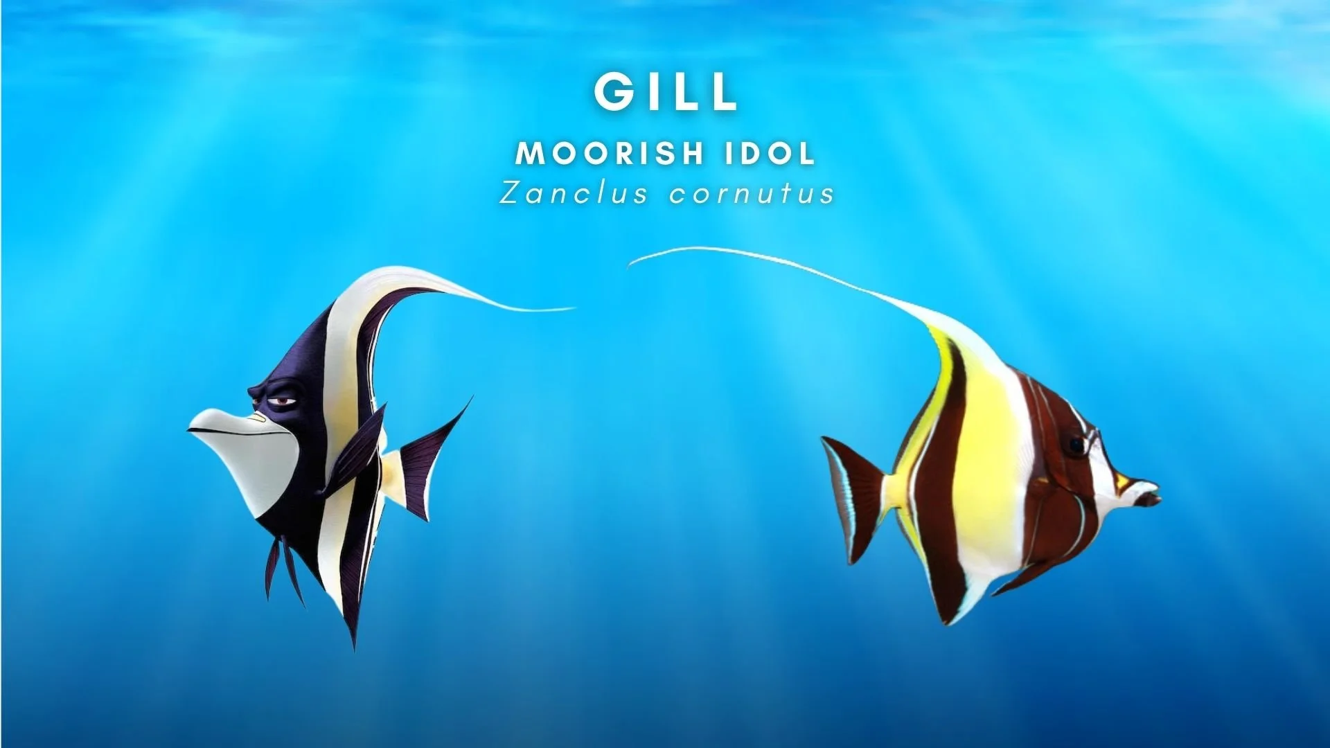 Meet The Real-Life Animals From Finding Nemo — Kaimana Conservation